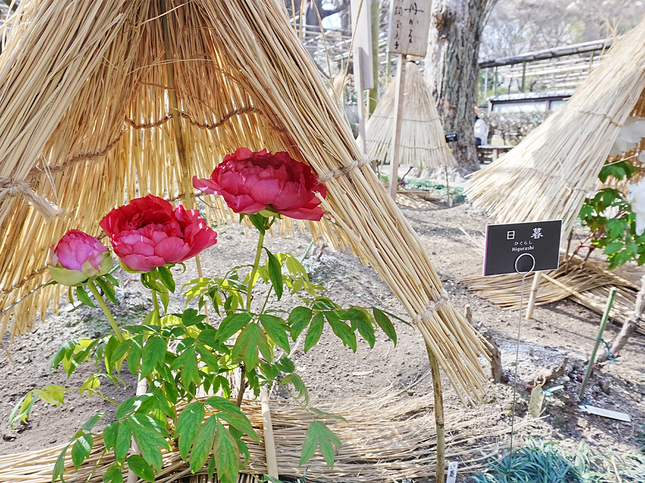 東京写真部 活動報告「冬牡丹の撮影会」 │ 福利厚生ブログ TOTEC BENEFIT PRESS │ トーテックグループ